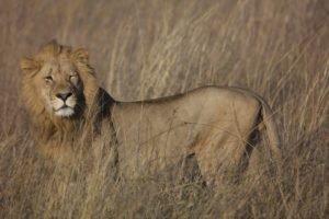 Biological annihilation, population and species extinction, and the ...